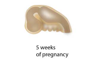 Healthy Parents Healthy Children